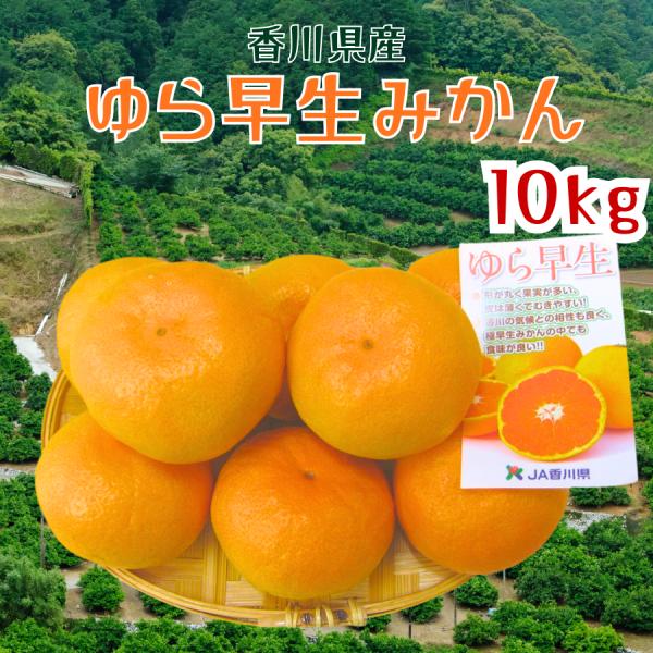 【商品名】香川県産 ゆら早生みかん【内容量】10kg【玉サイズ】S/M/L【産地】香川県（三豊市・観音寺市等）【品種】ゆら早生（極早生品種）【品種登録】1995年品種登録【収穫時期】9月下旬〜11月上旬【発送時期】10月中旬から11月上旬【...