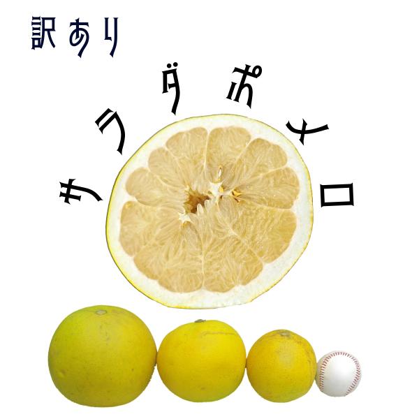【発売日：2024年02月01日】約６ｋｇ　６-１０玉前後（常温便）香川県のオリジナル品種の文旦「サラダポメロ」。県内の限られた生産者しか栽培していない超希少なびっくりサイズの文旦です。果実の大きさは1玉１ｋｇ以上もあり、人の顔ほどの大きさ...