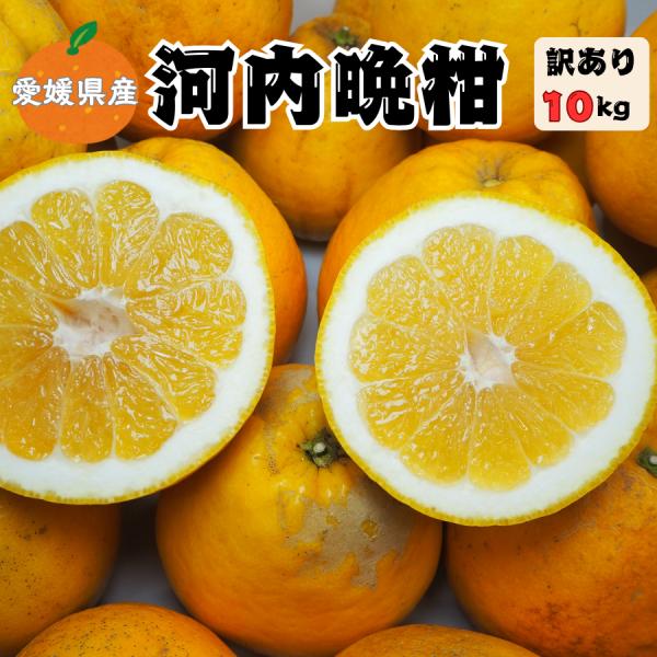 愛媛県産の河内晩柑を、訳あり家庭用・たっぷり10kgでお届けします。河内晩柑は、果汁が多く、爽やかな甘さとさっぱりした味わいが魅力の柑橘です。地域や流通によっては、美生柑（みしょうかん）、宇和ゴールド、ジューシーオレンジ、ジューシーフルーツ...