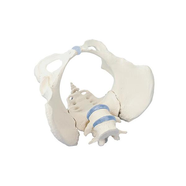 ●仙骨・腰椎・骨盤を忠実に再現した模型です。●L5とL4に腸骨・仙骨が取り付けられています。●仙骨は取り外し可能で、腸骨関節はネジ式で可動するので骨盤のゆがみや動きを説明できます。●女性●材質：プラスチック●サイズ：230×180×200m...