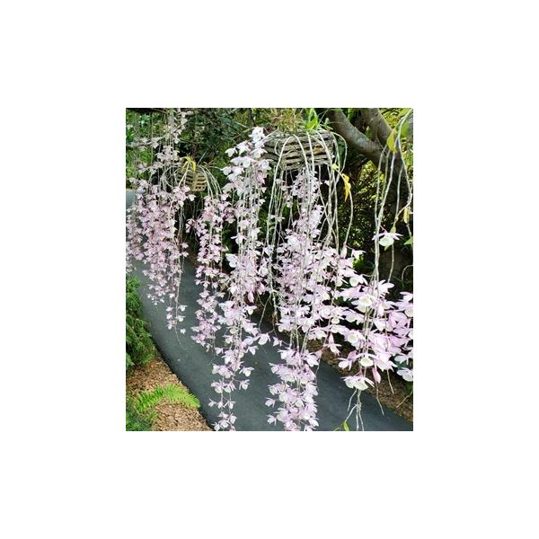 デンドロビウム・ピエラルディ Dendrobium  pierardi は、洋ランであるデンドロビウムの原種の一つ。細長い茎が垂れ下がり、ピンクの花を付ける。商品説明冬の寒さで落葉し、春に花を咲かせる。長さ：約60cm~100ｃｍ　栽培の説...