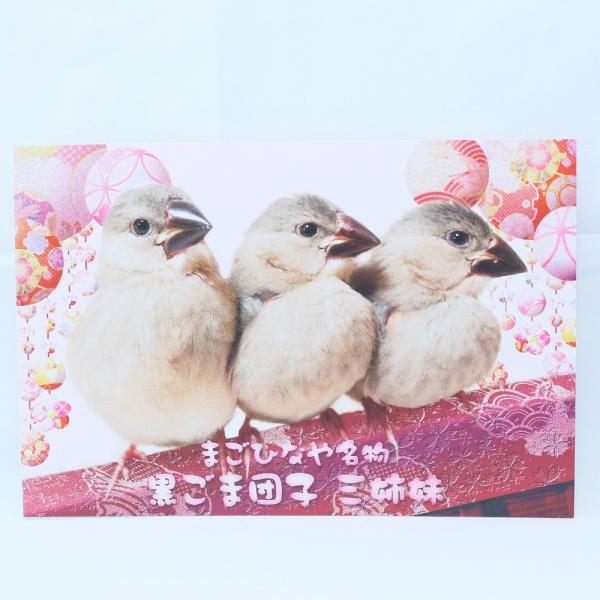 文鳥3羽が綺麗に並んだポストカードです。黒ごま団子三姉妹・・・どこかで聞いたような？！サイズ：100×148mm/1枚