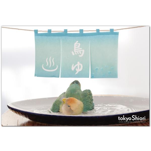 水浴び大好きなコザクラインコ“しおり”、「鳥湯のれん」で寛ぎの水浴びポストカード。コート225kg