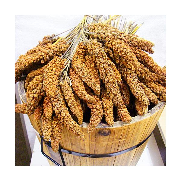 【発売日：2018年07月26日】商品名：フランス産 赤粟穂内容量：300g保存方法：高温多湿・直射日光を避け、涼しい場所に保管し、お早めにお使い下さい。※本商品は、そのときの作柄の出来不出来により、多少実つきが変動いたします。あらかじめご...