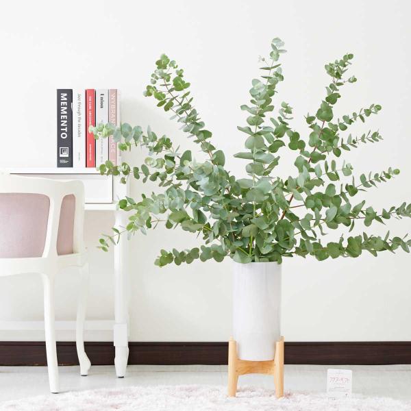 室内空間をワンランク上の上品な空間へ変貌させる枝ものの植物を、お洒落な脚（台座）付きポリカーボネート製のお洒落な花瓶（フラワーベース）と一緒にお届けするスタイルのフラワーギフト商品です。自宅のリビングやダイニング、エントランスのワンポイント...