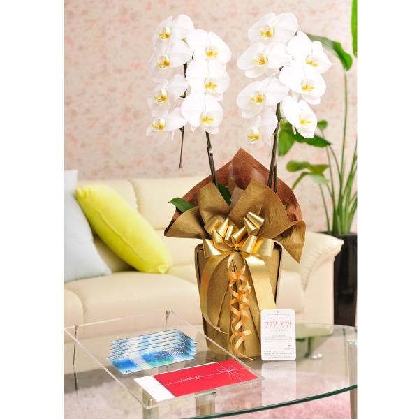 ●お祝い用お祝いギフト、お悔やみギフトの専門店SP Gift's（エスピーギフト）では、誕生日祝い、結婚祝い、出産祝い、退職祝い、還暦や米寿などの長寿祝いなどの各種お祝い事へのプレゼントや贈り物から、開店祝い、開業祝い、移転祝い、就任祝いな...