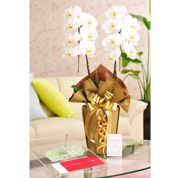 ●お祝い用お祝いギフト、お悔やみギフトの専門店SP Gift's（エスピーギフト）では、誕生日祝い、結婚祝い、出産祝い、退職祝い、還暦や米寿などの長寿祝いなどの各種お祝い事へのプレゼントや贈り物から、開店祝い、開業祝い、移転祝い、就任祝いな...