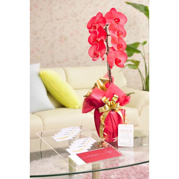 ●お祝い用お祝いギフト、お悔やみギフトの専門店SP Gift's（エスピーギフト）では、誕生日祝い、結婚祝い、出産祝い、退職祝い、還暦や米寿などの長寿祝いなどの各種お祝い事へのプレゼントや贈り物から、開店祝い、開業祝い、移転祝い、就任祝いな...