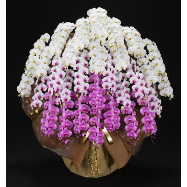 白、リップ、ピンクの胡蝶蘭を一つの鉢にお仕立てして配達する、品質、大きさ、ボリューム全てが一級品の胡蝶蘭30本立コースです。胡蝶蘭は「定番人気の白」、「可愛らしいリップ」、「人目を引き付けるピンク」の人気の3色を寄せ植えした、極めて珍しい胡...