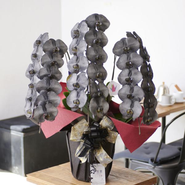 満開の胡蝶蘭（大輪）を特殊な塗料で装飾した高級感漂う逸品が「カラー胡蝶蘭彩（irodori）」シリーズです。お花はツボミなし満開の状態で33輪以上をお約束、花びらに塗装を施している為、お届け時点が最高の咲き誇り時期、見頃の状態となっているの...