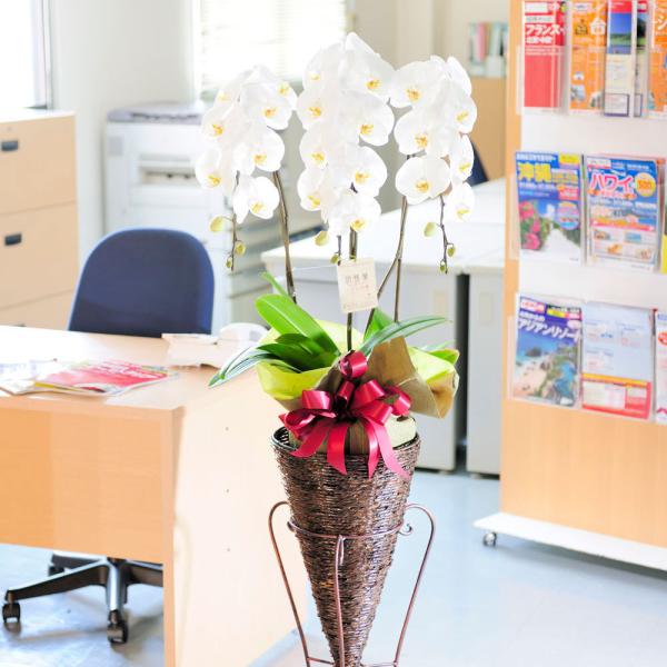 胡蝶蘭がコーン型スタンド（ロースタンド）になった珍しいスタンド花です。一般的なスタンド花は生花を利用致しますが、こちらの商品はなんと胡蝶蘭を可愛らしいコーン型スタンドに取り付ける、斬新且つ大胆な商品となっております。尚、胡蝶蘭はお祝いや各種...