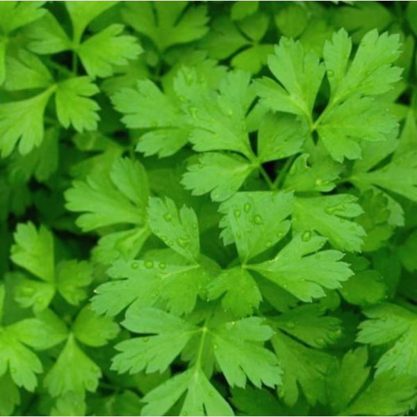 ■この商品は【貴方だけの予約栽培】イタリアンパセリ　です。　・ご注文をいただいてから種をまき、2か月後に収穫します。　・お客様専用の野菜としてアクアポニックスで大切に育てます。　・収穫した新鮮そのものの野菜をお届けします。■アクアポニックス...