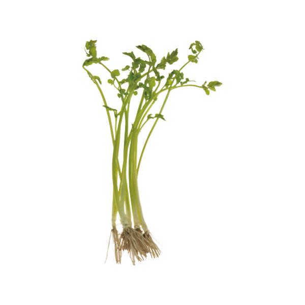 朝・市場に出荷された新鮮な野菜・果物 をその日の夕方に発送致します！（水・日を除く） 　　独特の強い香りと歯触りに特徴があります。鍋物や油炒め、和え物などにしてよく使われています。　　※画像は商品と異なる場合がございます。※産地が変更になる...