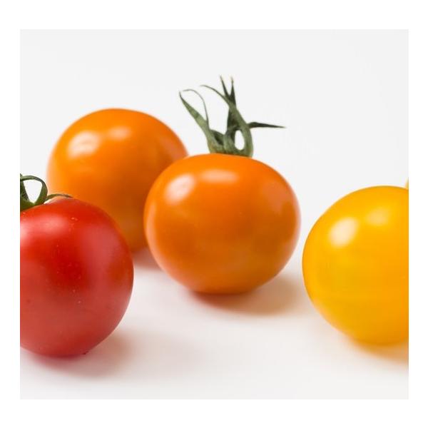 朝・市場に出荷された新鮮な野菜・果物 をその日の夕方に発送致します！（水・日を除く） 果実の大きさが５ｇ〜３０ｇ程の小さなトマトです。生のままお弁当に入れたり、サラダのトッピングとして使う事が多いですが、ミニトマトは味も濃いので、スープの具...