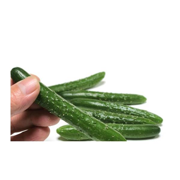 朝・市場に出荷された新鮮な野菜・果物 をその日の夕方に発送致します！（水・日を除く） 　　「もろきゅうり」とはまだ若く小さいうちに収穫したきゅうり、普通のキュウリをそのままミニサイズ（長さ10〜15cm程度のもの）にしたような感じです。もと...