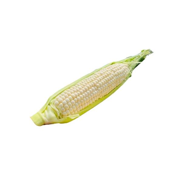 朝・市場に出荷された新鮮な野菜・果物 をその日の夕方に発送致します！（水・日を除く）とても流通量の少ない品種で粒が白色のトウモロコシです。糖度は高く、粒もしっかりとし一口噛むだけで甘みが口の中いっぱいに広がります。※画像は商品と異なる場合が...