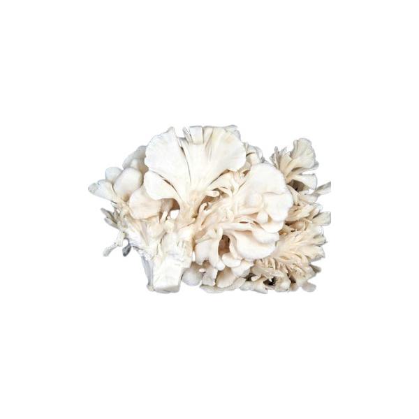 朝・市場に出荷された新鮮な野菜・果物 をその日の夕方に発送致します！（水・日を除く） 栄養で注目を集めている「まいたけ」ですが、白まいたけも栄養に大きな違いはありません。だから、今まで通りまいたけの栄養を摂ることができ、さらにお料理をキレイ...