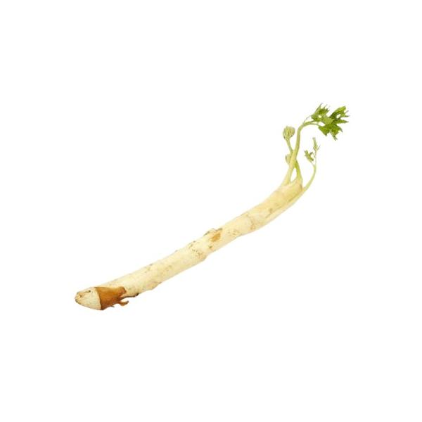 朝・市場に出荷された新鮮な野菜・果物 をその日の夕方に発送致します！（水・日を除く）山菜などでおなじみのうどは、春を告げる食べ物の一つとして親しまれています。香りが強く、天ぷらにして食べたり、ぬたにして食べたりと楽しみ方はいろいろです。うど...