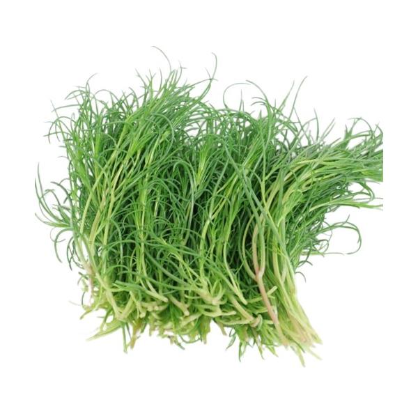 朝・市場に出荷された新鮮な野菜・果物 をその日の夕方に発送致します！（水・日を除く）栄養価が高くカロリーが低いヘルシー野菜としても有名で、そのシャキシャキとした食感は一度食べればクセになります。下茹でしたおかひじきはサラダなどにしてそのまま...