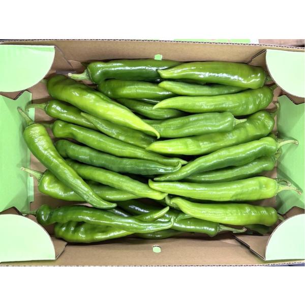 朝・市場に出荷された新鮮な野菜・果物 をその日の夕方に発送致します！（水・日を除く） 万願寺とうがらしは、京都のおばんざいでよく使われています。夏の京野菜として人気のある野菜です。一般的に見かける唐辛子よりサイズが大きいです。※画像は商品と...