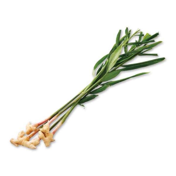 朝・市場に出荷された新鮮な野菜・果物 をその日の夕方に発送致します！（水・日を除く） 葉生姜とは、生姜の根茎が小指サイズまで成長したタイミングで葉っぱごと収穫したものです。みずみずしくて、辛味も少ないため、生のまま食べることも可能です。また...