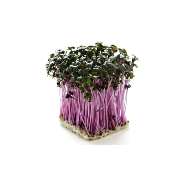 朝・市場に出荷された新鮮な野菜・果物 をその日の夕方に発送致します！（水・日を除く） 　　赤紫色の軸が特徴的なレッドキャベツのスプラウトです。くせのない味でキャベツに似た甘みがあります。マイルドな味わいで、幅広い料理に活用できます。　　※画...