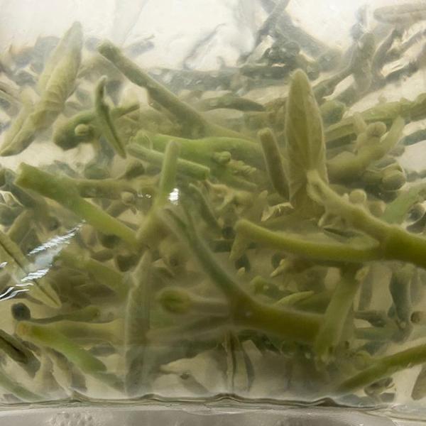 朝・市場に出荷された新鮮な野菜・果物 をその日の夕方に発送致します！（水・日を除く）ゼリー状の粘液質につつまれた若芽と幼葉で独特の味わいと歯ごたえがあります。熱湯にさっとくぐらせ冷水にさらし水けをとって調理します。あまり熱するとゼリー質が損...
