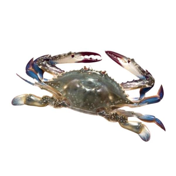 【商品説明】ワタリガニラウンド150-200gサイズ、甘味があり、肉質がしっかりとした食感です。身入りが少ないので身を取る作業が手間ですが、ミソも濃厚です。足取れありますのでご了承下さい。加熱用。画像は代表的なイメージ画像です、実際の商品と...