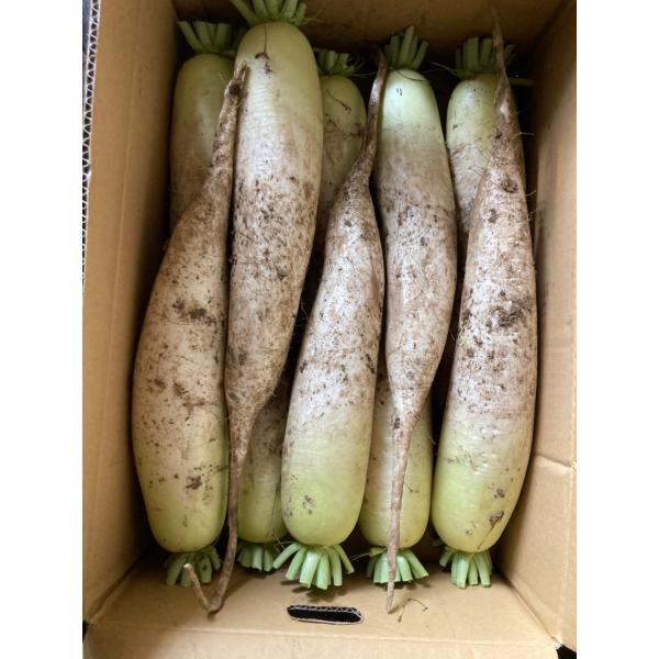 生産者：伊藤勤（北海道由仁町）有機JAS認証（許容農薬不使用）（葉切り土付き）　　