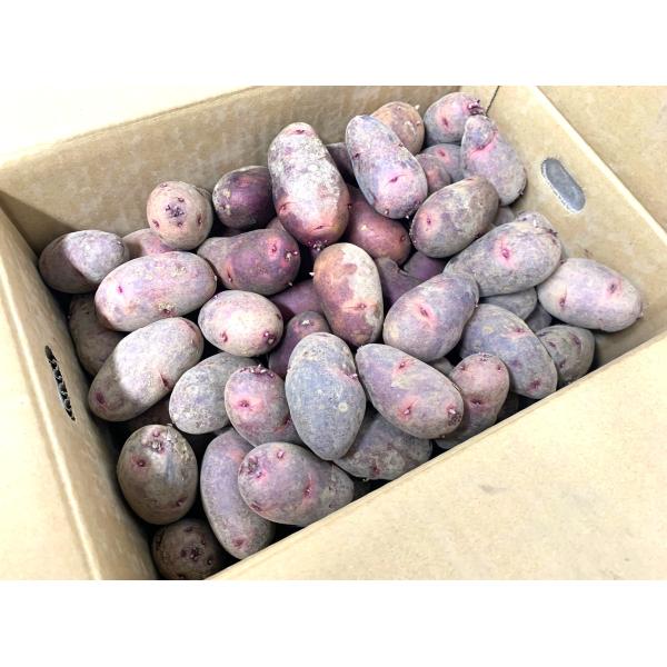 生産者：長有研（長崎県南島原市）有機JAS認証（許０）品種：グランドペチカ（秋じゃが芋）グランドペチカ（別名：デストロイヤー）は、赤紫と黒褐色のまだら模様の皮が特徴的な希少なジャガイモです。レッドムーン」の変異株で、覆面レスラーのような独特...