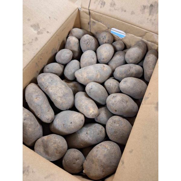 生産者：平譯優さん（北海道幕別町）防除：農薬0回・化肥0回品種：北海黄金北海道幕別町で30年以上、無農薬・無化学肥料・自然乾燥にこだわって豆を作り続けている平譯優さん。じゃが芋も栽培しています。北海黄金は、長楕円形で目が浅く、外観がメークイ...