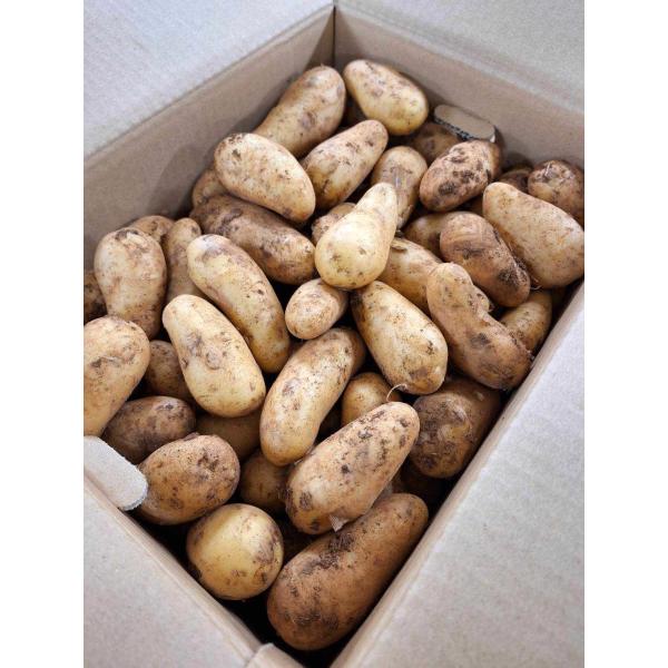 生産者：長有研（長崎県南島原市）防除：農薬8割減（菌3）・化肥0回品種：メークインメークインは、ジャガイモの品種の中でも、ねっとりとした食感やほくほく感が特徴的な品種です。煮込み料理やポテトサラダ、ほかにも炒め物やカレー、コロッケなど、いろ...
