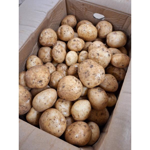 生産者：西 涼介（鹿児島徳之島）有機JAS認証（転換期間中あり）（許1）品種：ニシユタカ北海道の秋じゃが芋は貯蔵しながらまだ出荷が続きますが温暖な徳之島から新じゃが芋もスタートしました！ 徳之島の土壌は美味しいじゃが芋が育つ事で知られる赤土...