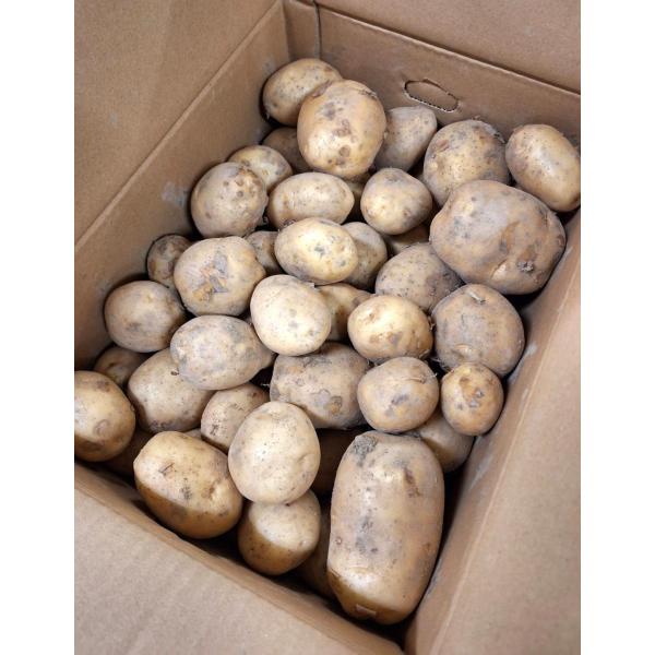 生産者：長有研（長崎県南島原市）防除：菌1・化肥0回品種：デジマ北海道に次ぐじゃが芋の大産地、長崎を代表する品種で、春に出荷できるじゃが芋として最も食味がいいと言われています。ホクホク系と粘質の中間質で、あらゆるじゃが芋料理に使える万能な芋...