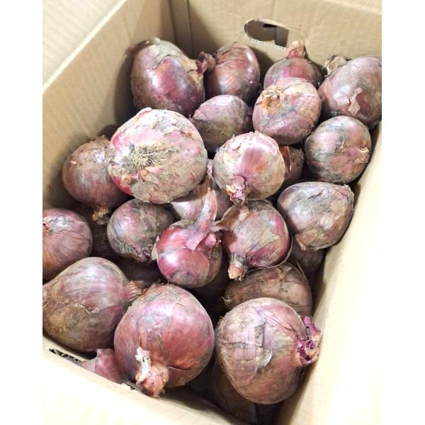 生産者：大原農園（神奈川県中井町）防除：農薬8割減（虫1菌1）・化肥0回品種：甲高ルージュ爆買