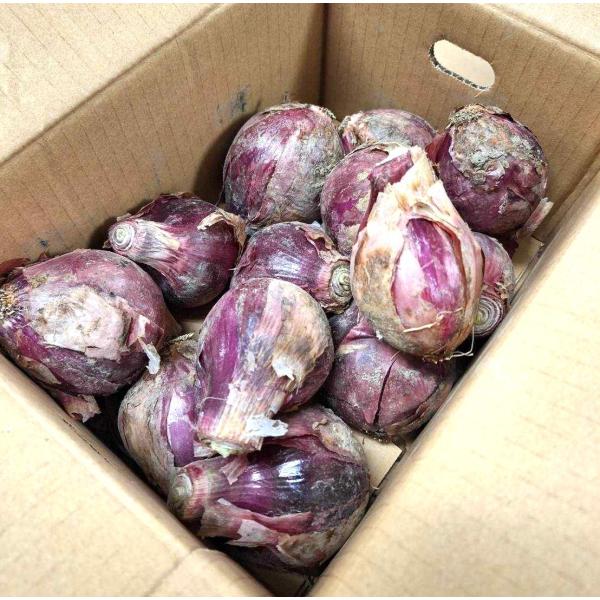 生産者：グリーンジャンクション（和歌山県紀ノ川市）防除：農薬0回・化肥0回グリーンジャンクションは、代表の田村亨也さんが、和歌山の龍門地区で６haの畑で、ジャガイモ、玉ねぎ、きゅうり、トマト、カボチャ、なす、黒枝豆、みかん、はっさく、でこぽ...