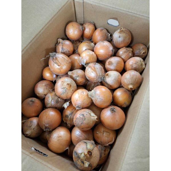 生産者：SHUN（宮崎県田野町）許容農薬不使用農薬はもちろん、肥料も投入しない自然栽培です。爆買