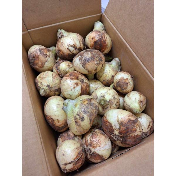 生産者：長有研（長崎県南島原市）防除：農薬0回・化肥0回長有研は長崎県の島原半島の南端地域にあり温暖で作物がいち早く出荷されます。3月の新玉ねぎは辛みが少なく甘みが目立ち、生で食べても美味しいです。その後徐々に熟し、4月の終盤に入ると茶色い...