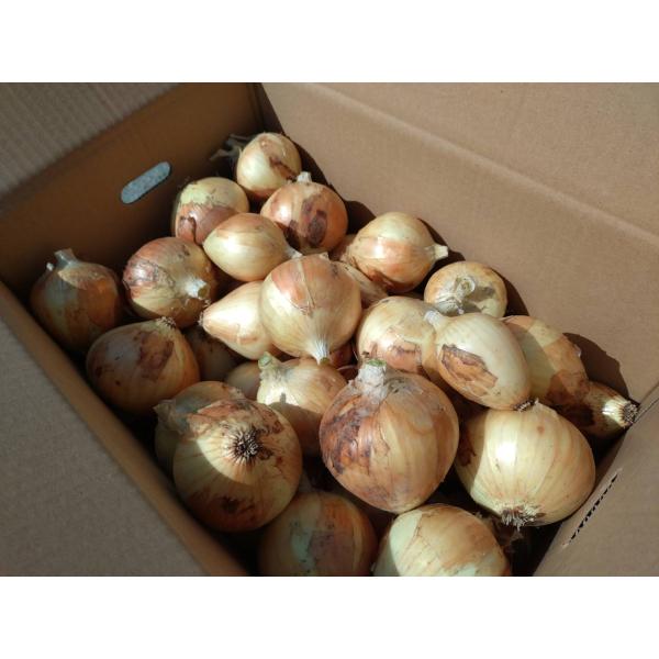 生産者：淡路島もぐもぐファーム（兵庫県）防除：農薬0回・化肥0回　　　爆買