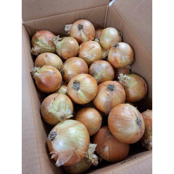 生産者：山崎隆弘（兵庫県淡路市）防除：菌1（許2）・化肥0回品種：七宝、アンサー、ターザンなど　　