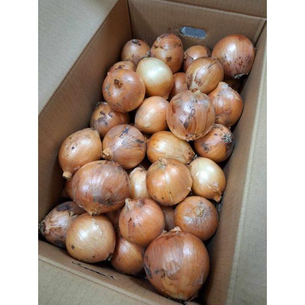生産者：水の子会（熊本県氷川町）防除：農薬0回・化肥0回桜が咲く季節に収穫が始まる新玉ねぎを、水の子ではこう呼んでいます。有明海の続きの不知火海の干拓地で作られた玉ねぎは、佐賀県産と同様、美味しい玉ねぎとして知られています。爆買
