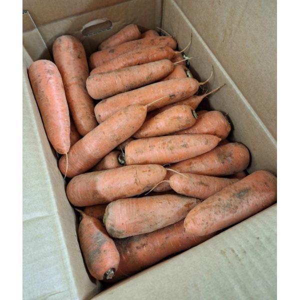 生産者：大原農園（神奈川県中井町）防除：農薬0回・化肥0回丹沢山地を望む大原さんの畑で、農薬や化学肥料を使用せずに栽培した人参です。　　　爆買