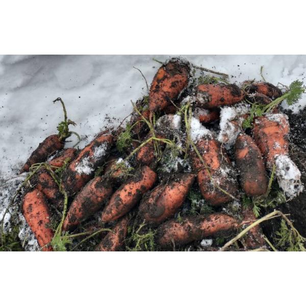 生産者：アサンテファーム（北海道当麻町）防除 ：農薬0回・化肥0回天然の冷蔵庫、雪下で人参が甘くなる！当麻町は夏でも昼夜の寒暖差が大きく日照時間が長く、様々な野菜栽培の適地で、特に夏トマトが甘く育つことで知られています。雪下人参は初秋に収穫...