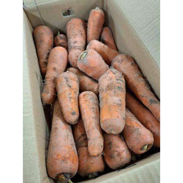 生産者：宮下泰典さん（香川県坂出町）有機JAS認証(有機許容農薬不使用）温暖な香川県は、3月に新人参が収穫できます。爆買