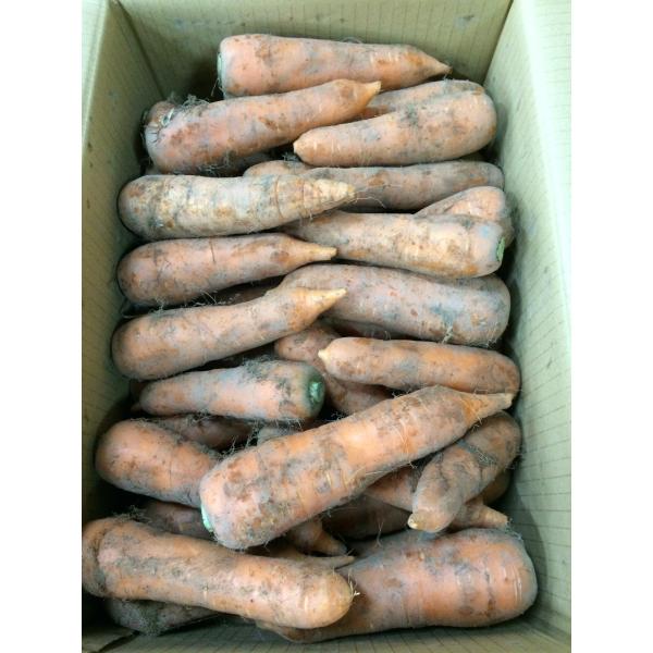 生産者：長有研（堀金男さん他）（長崎県南島原市）防除：農薬0回・化肥0回品種：ベータリッチ、彩誉九州から新人参のお届け！アクの少ないフレッシュな春堀のにんじんはいかがですか？冬の寒さに当たりながらじっくり成長した春人参は甘く、水分が多いため...