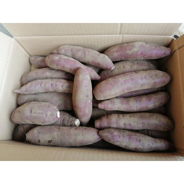 生産者：おかげさま農場（千葉県成田市）防除：農薬0回・化肥0回品種：紅はるかべにはるかは紅色の皮と濃い黄色の肉を持つ甘くて美味しいさつまいもで、2006年に鹿児島県で誕生した品種です。病気に強く、収量が高いという特徴があります。ビタミンCや...