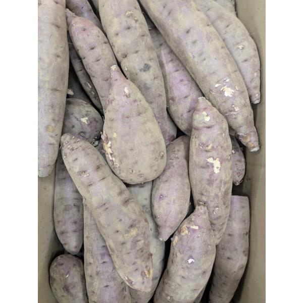 生産者：仲居農園（茨城県行方市）防除：農薬0回・化肥0回肥料も散布しない自然栽培です。爆買