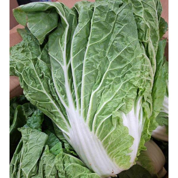 生産者：タテノファーム（山梨県北杜市）防除：農薬0回・化肥0回（箱にはJAS格付けがあります）栽培は有機JAS認証で箱には認証マークがありますが、箱から出して販売するため有機JAS認証ではなくなります。春の白菜のため、比較的、まきが緩い状態...