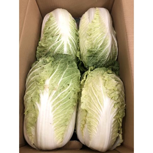 生産者：野口オーガニックファーム（宮崎県えびの市）有機JAS認証（有機許容農薬不使用）