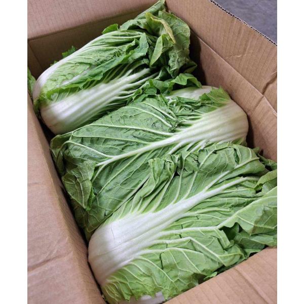 生産者：長有研　（長崎県南島原市）防除：農薬6割減（虫2菌3）（許1）・化肥0回葉が柔らかい春白菜です！春白菜はさっぱりとしていて柔らかいので、生、あるいは軽く塩もみや、サッと茹でるような料理でも美味しいです。4月中旬くらいまでの季節ものな...